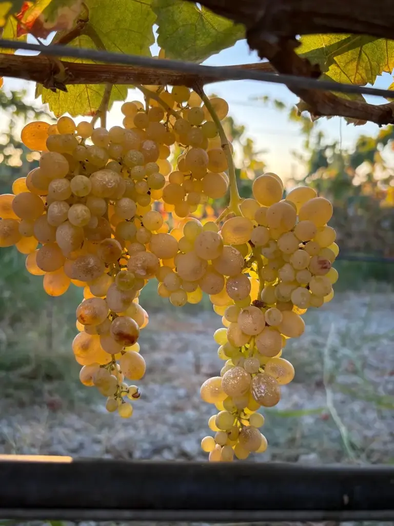 L’avvocato calabrese che sfida i cliché: Mantonico Nature a prezzi da ...