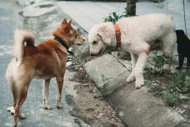 Ever wondered why street dogs bark all night? Here's why