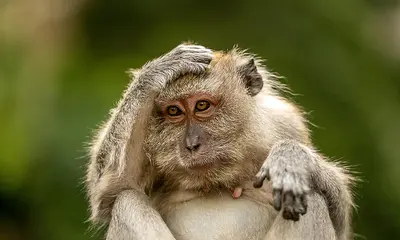 Kundapura: Two more monkey carcasses found in Halady