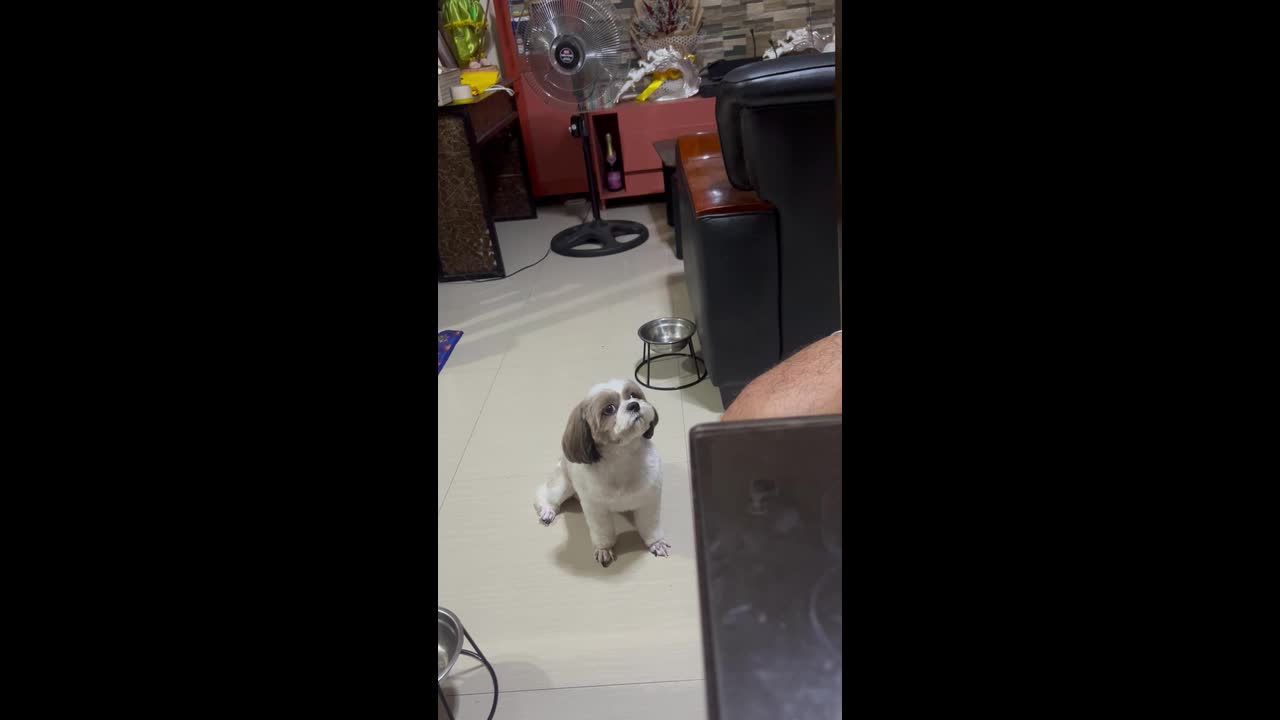Puppy has adorable reaction listening to owner tell a story using his ...