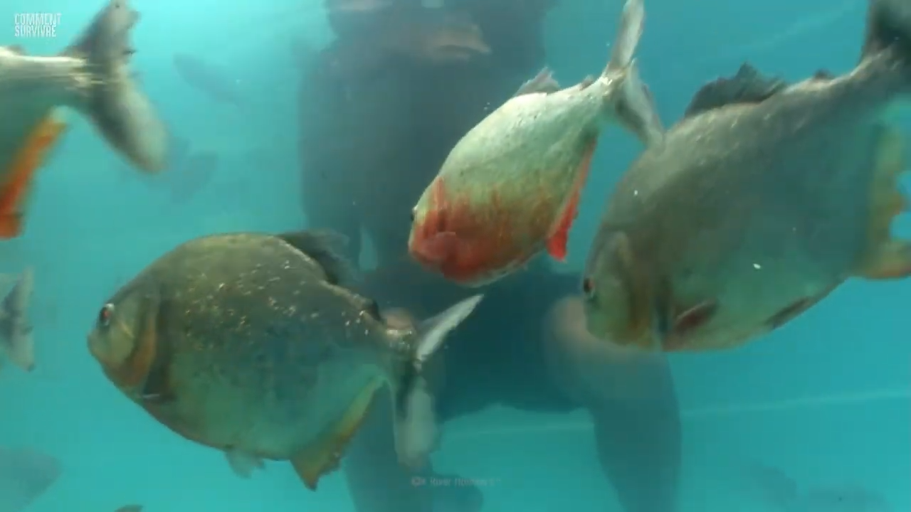 Comment survivre quand des piranhas avaient commencé à mordre