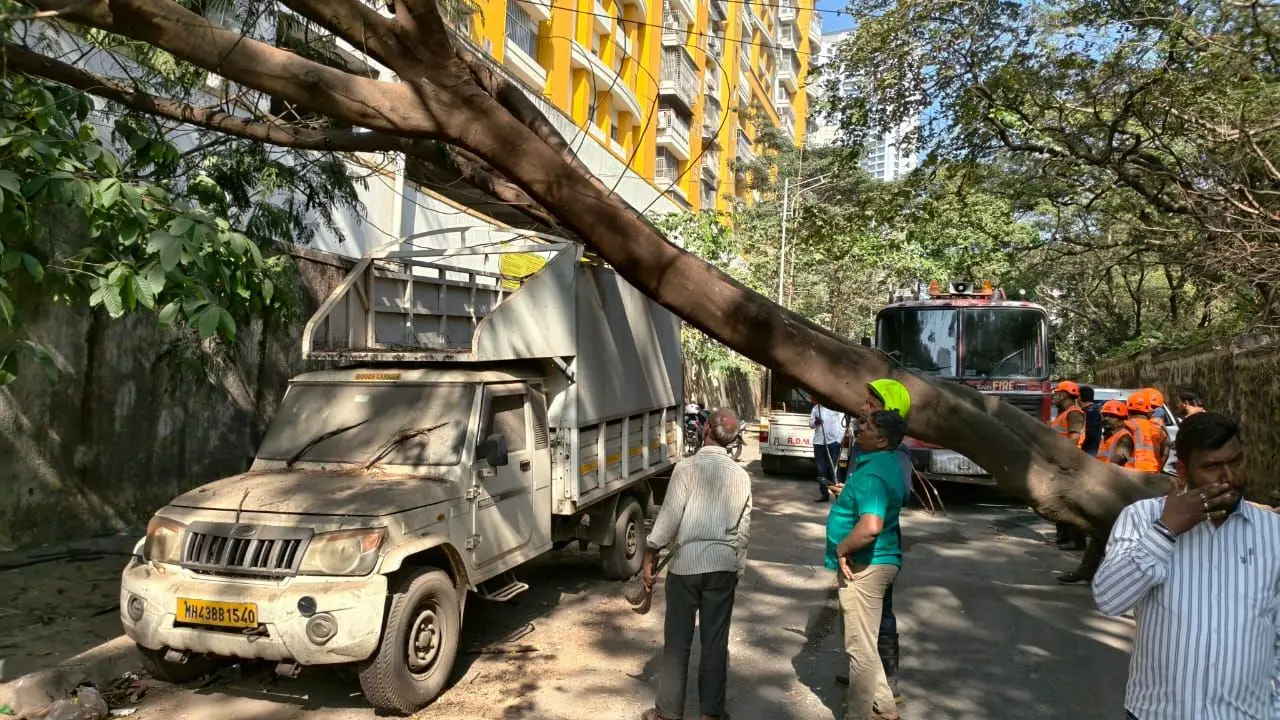 Tree falls on cars in Maharashtra's Thane; authorities clear road in ...