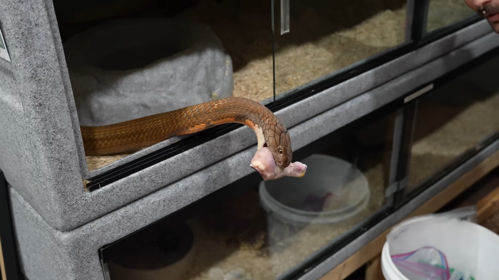 A close look at how a king cobra eats