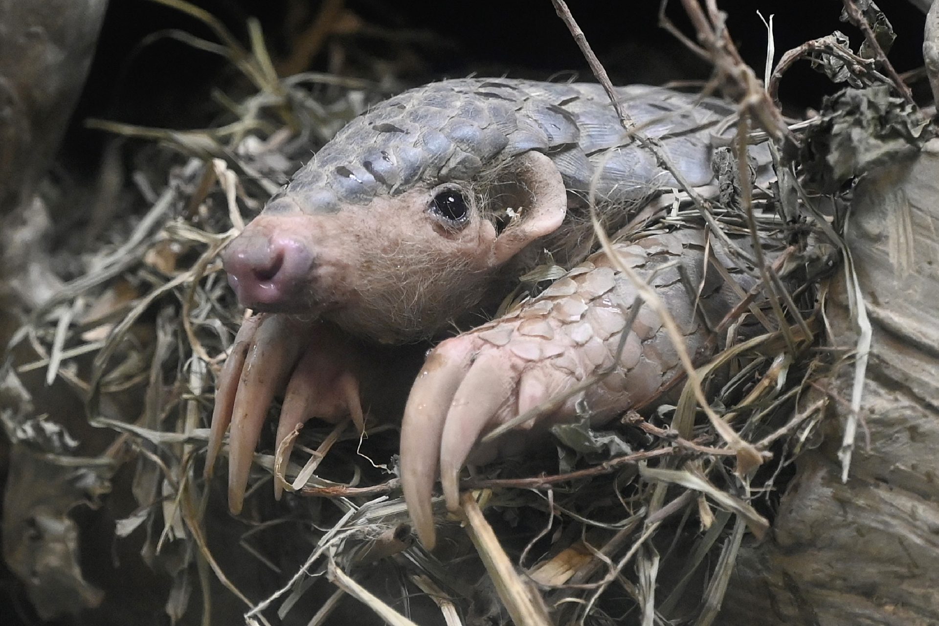 Pangolins: The most trafficked animal on Earth