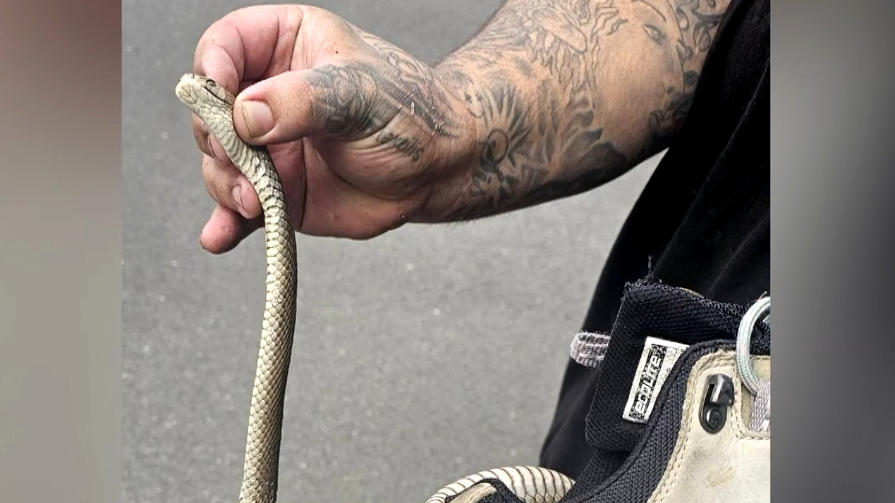'If she dies, that's on me': Venomous snake becomes trapped in heel ...