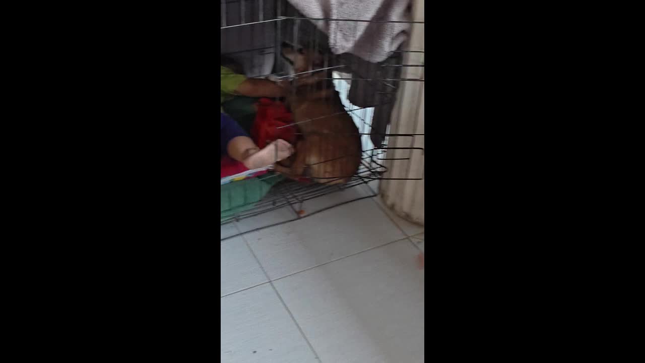 Girl climbs into kennel to cuddle up with pet dog