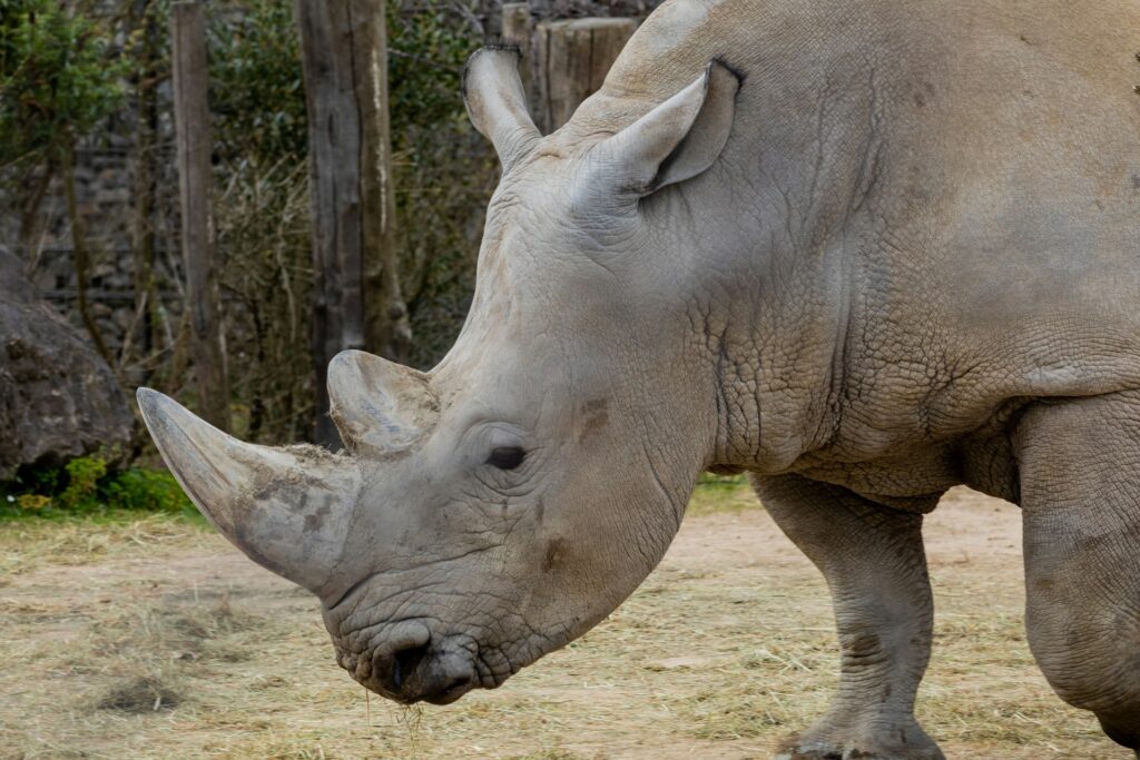 World’s first IVF rhino pregnancy could be the key to saving this ...