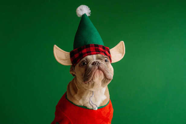 Top 8 pet costumes for Christmas this year