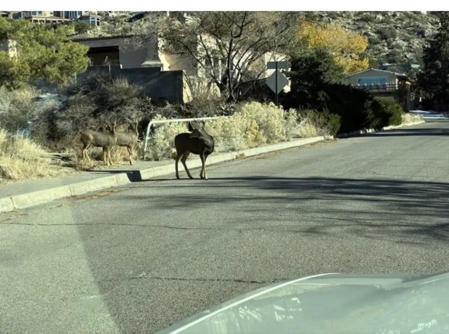 Debate continues over legal hunting areas near neighborhoods in the ...