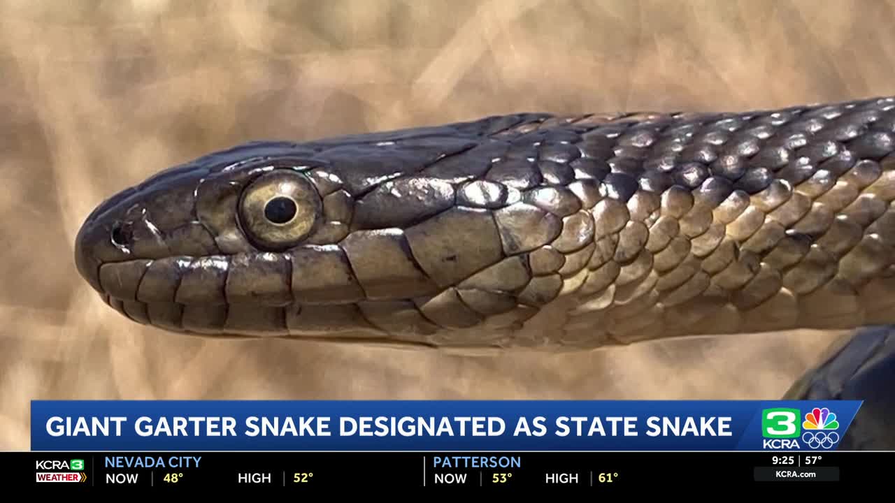 California names giant garter snake as its official state snake