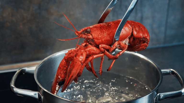 Boiling live lobsters set to be outlawed under Labour’s animal rights ...