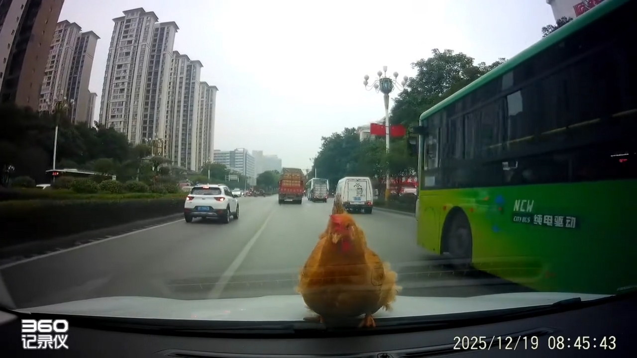 Chicken lands on car hood on highway in Guangxi, China