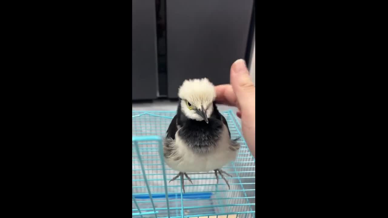Black-collared starling chick adorably mimics chicken sounds in Hainan ...