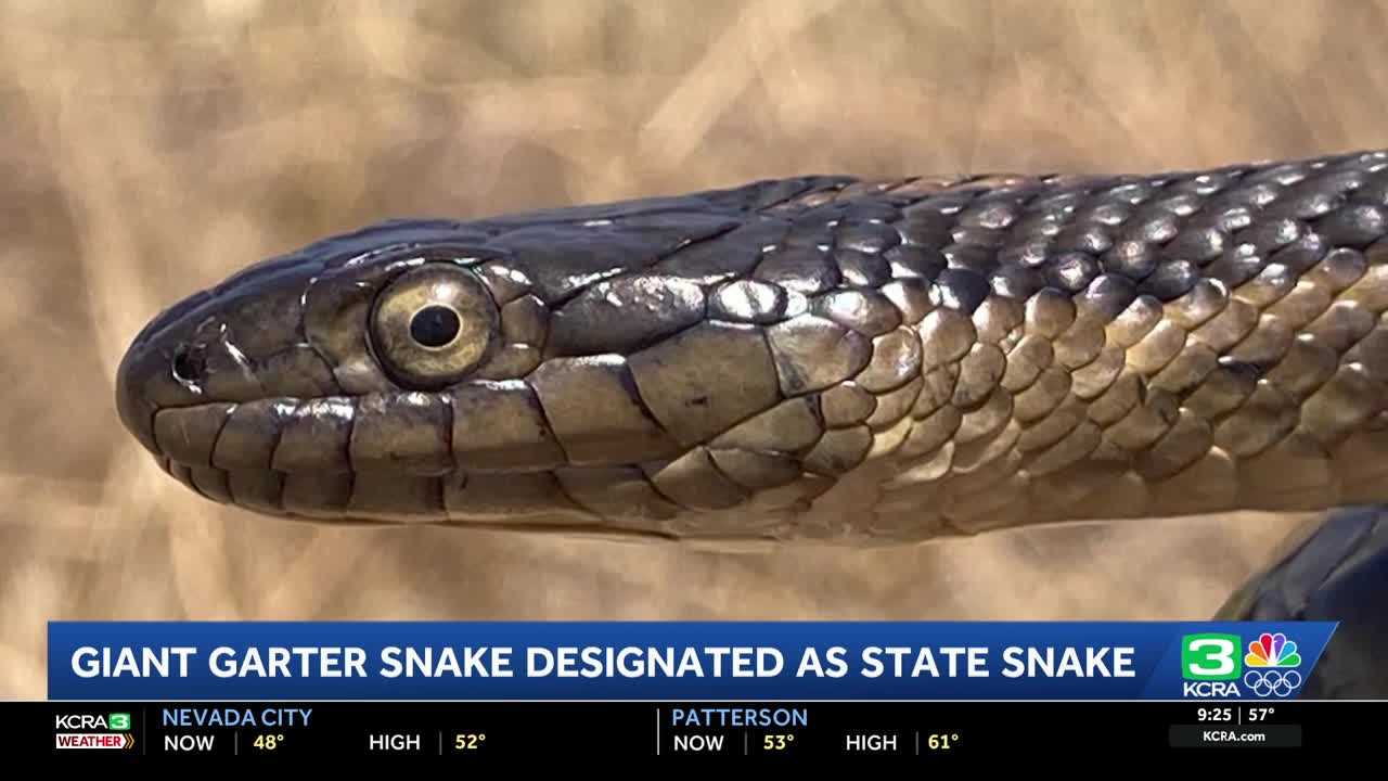 California names giant garter snake as its official state snake