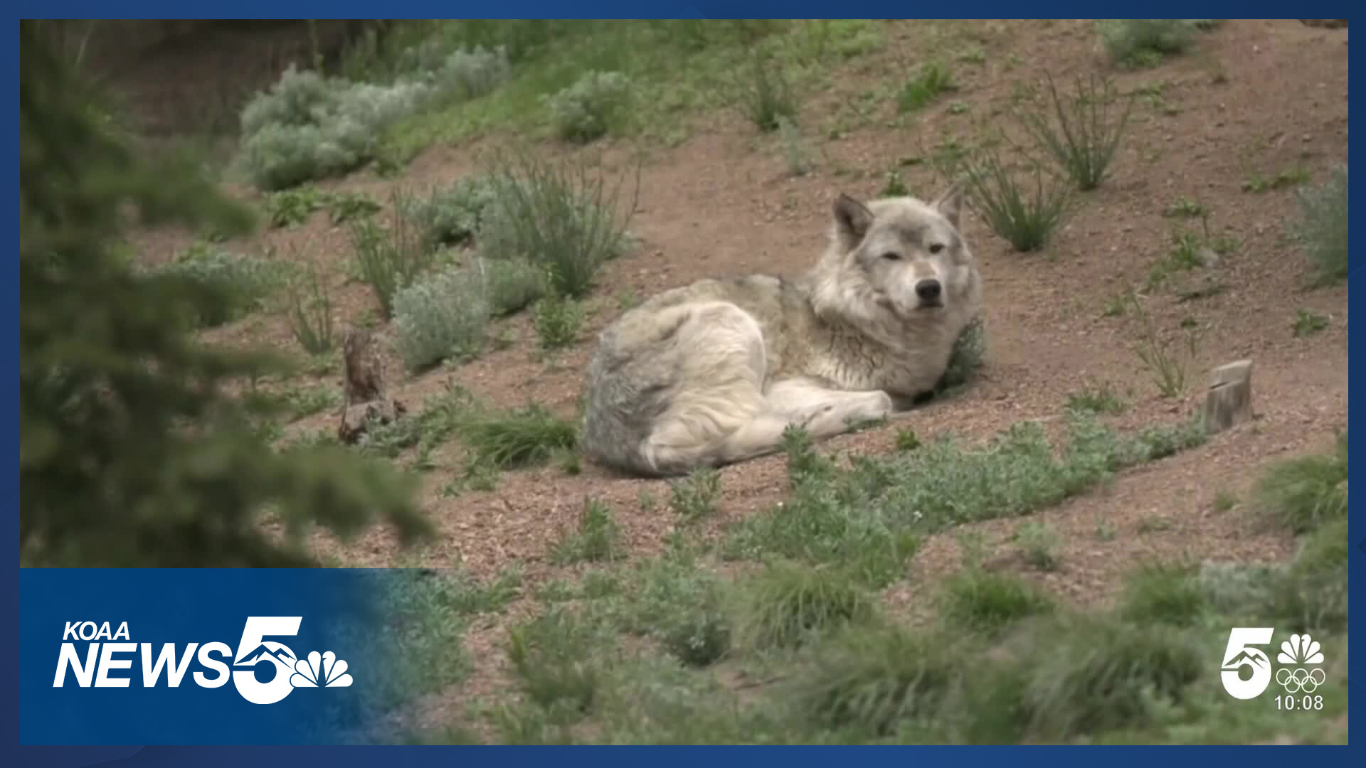 Rep. Crank responds to bill that would remove gray wolves from ...