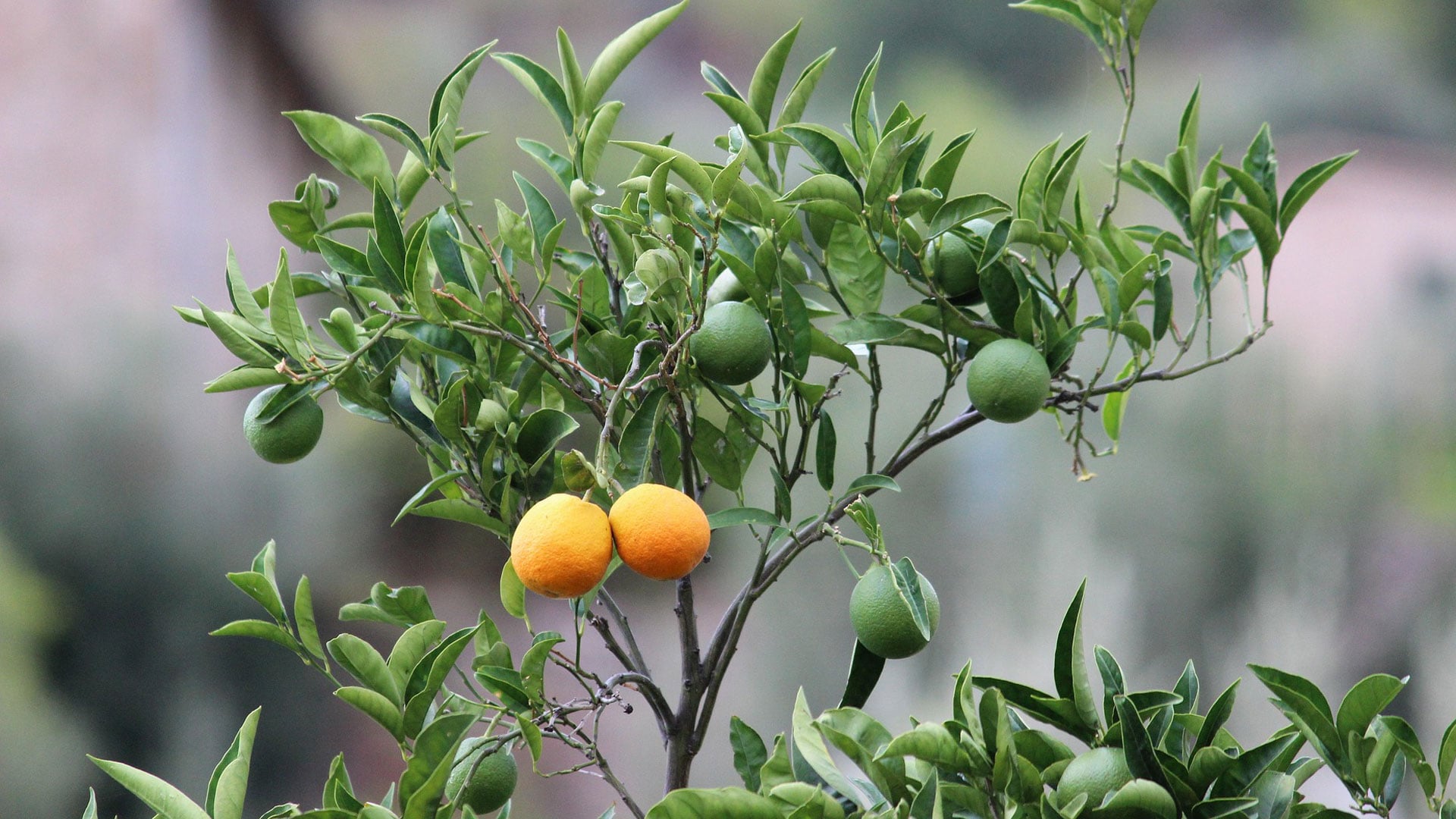 Pflanzen überwintern: 6 häufige Fehler und wie du sie vermeidest