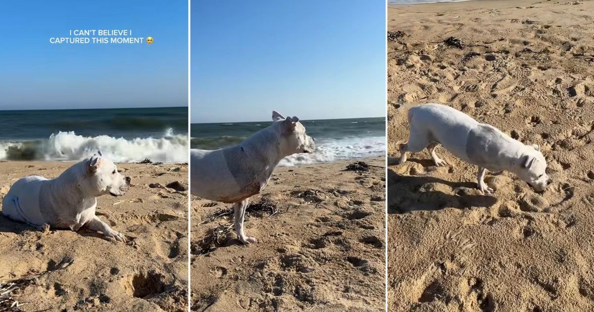 Tripod pit bull attempts to run after seeing another dog in a ...
