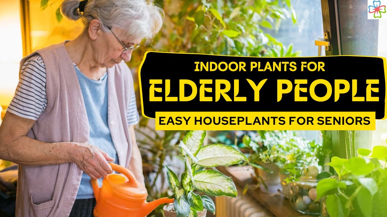 Best indoor plants for elderly people that are low maintenance