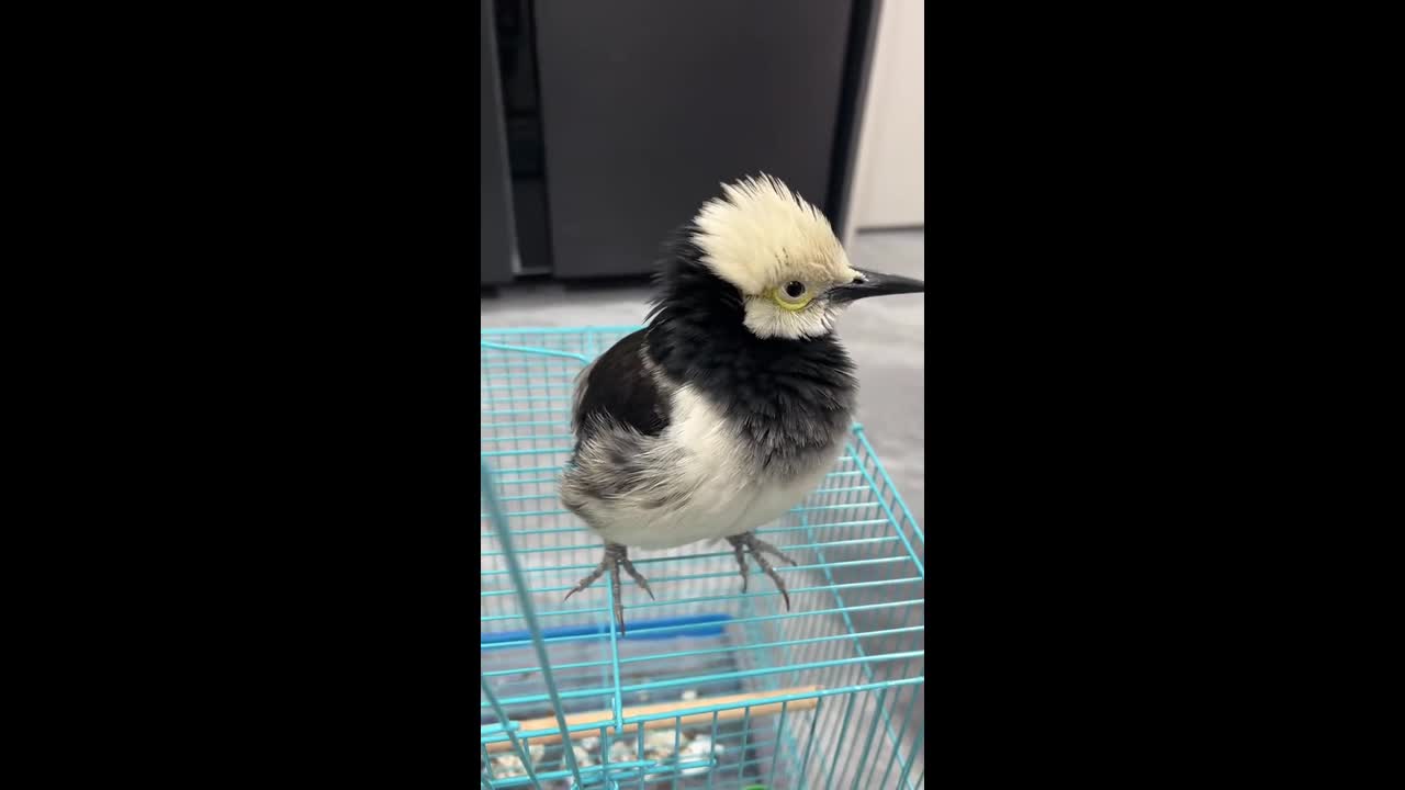 Black-collared starling chick adorably mimics chicken sounds in Hainan ...