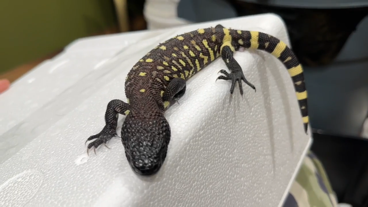 When a mystery delivery revealed a high-risk animal