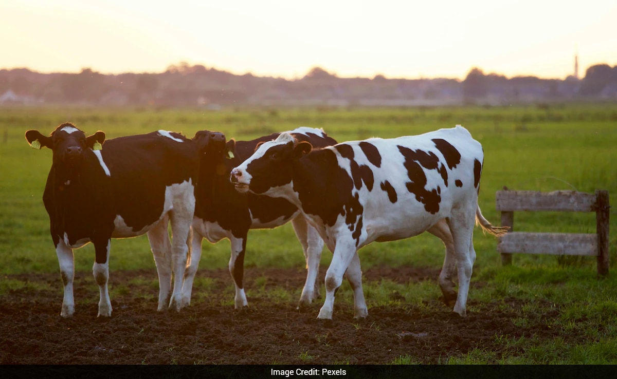Study reveals 10,000-year genetic history of East Asian cattle and ...