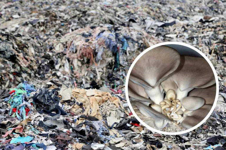 Funghi alla riscossa contro l’invasione della fast fashion