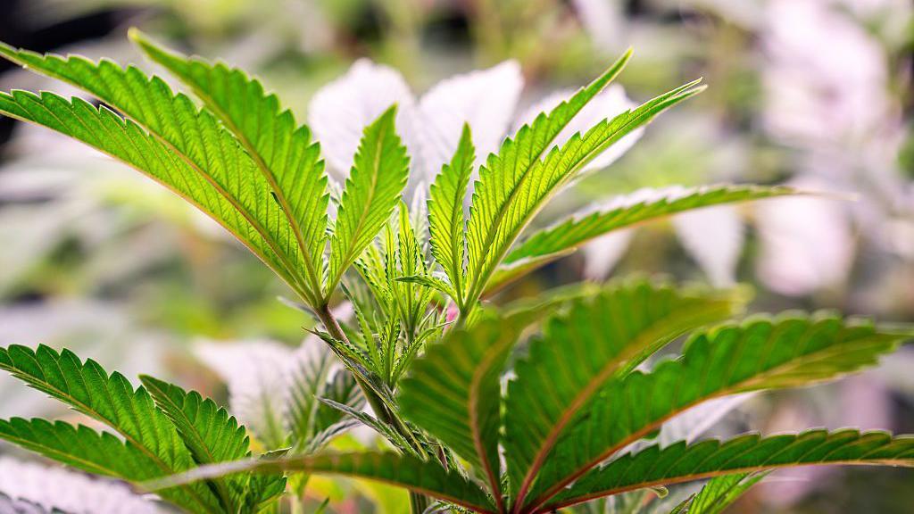 Utility worker finds £700,000 cannabis farm