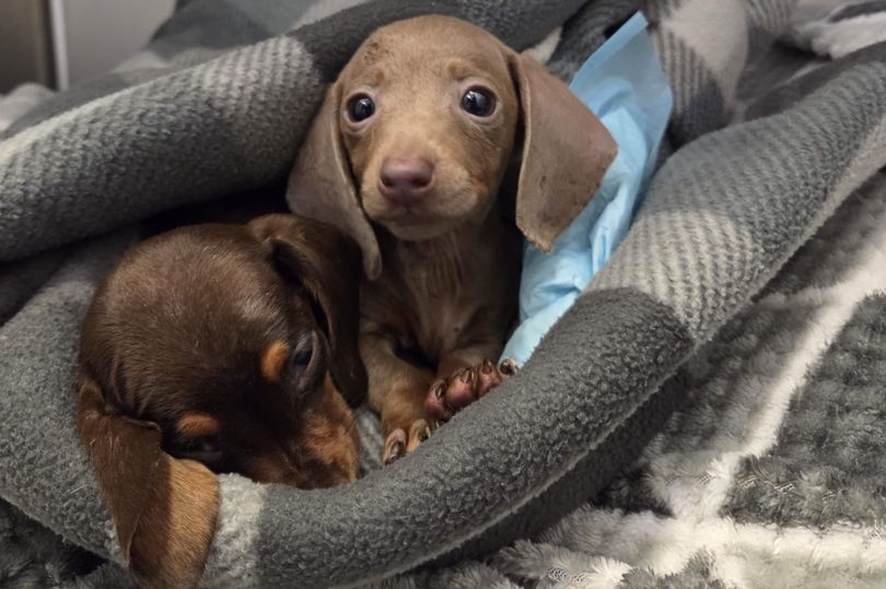 Two of three tiny abandoned puppies die after being dumped on towpath ...