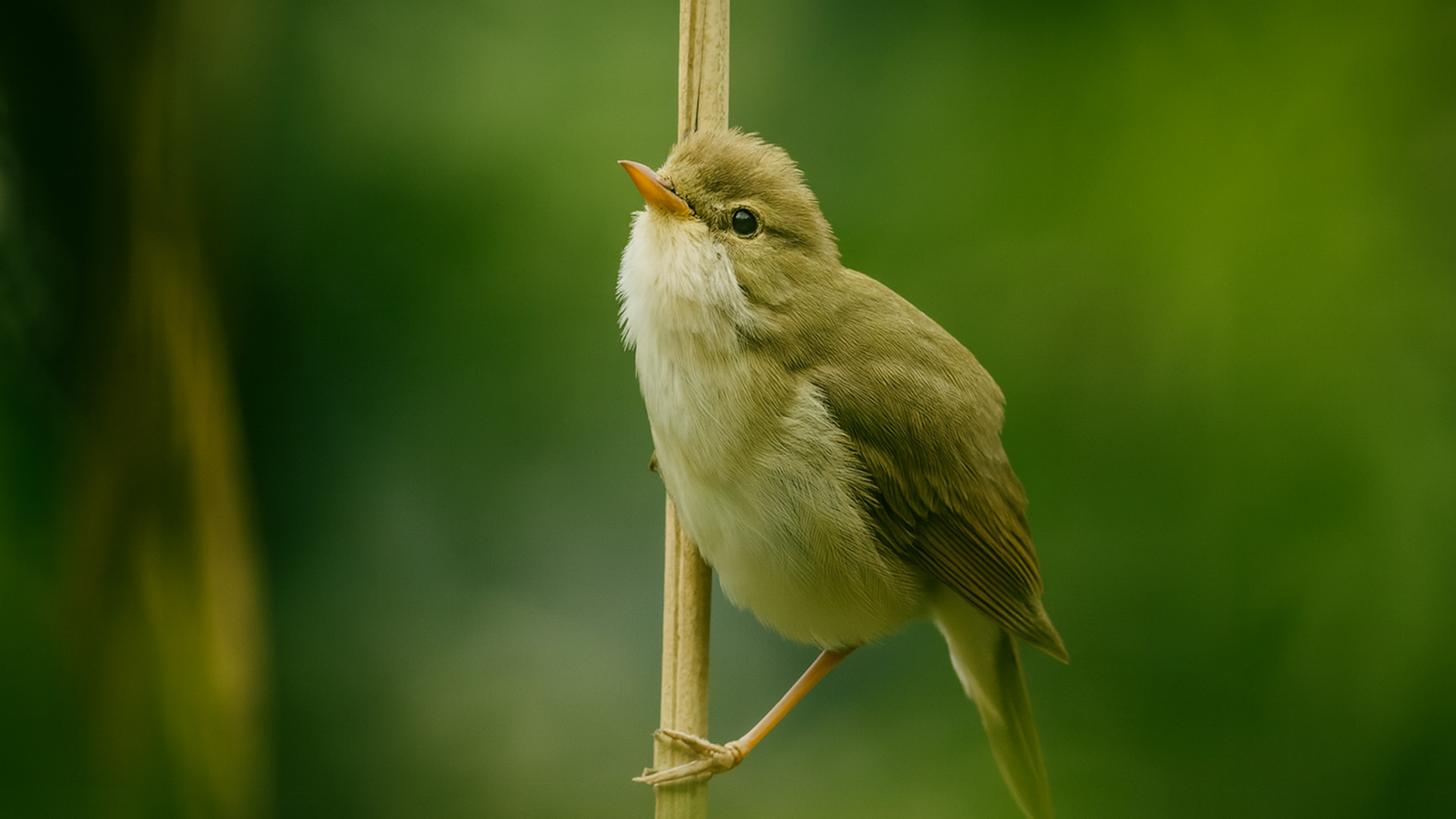 The beauty of a resting reed warbler