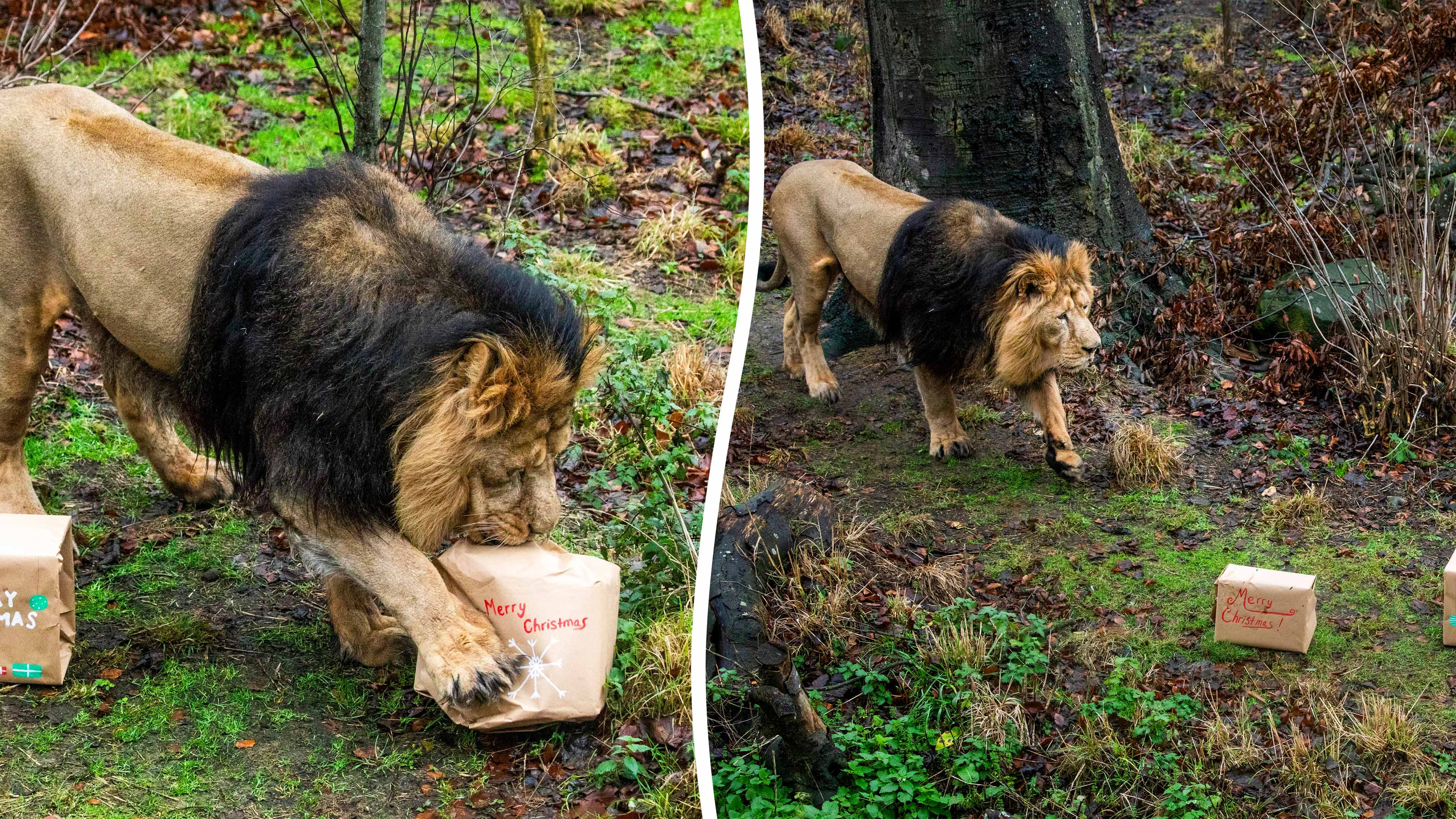 Lion pictured playing with Christmas gifts