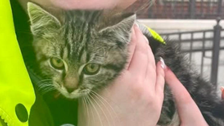 Cold snap rescue: Kitten 'radiator' found hiding in car engine as ...