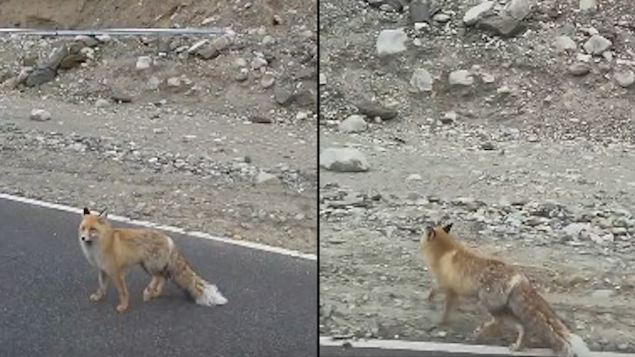 Viral video: Rare red fox sighting at Pangong Tso; IFS officer warns ...