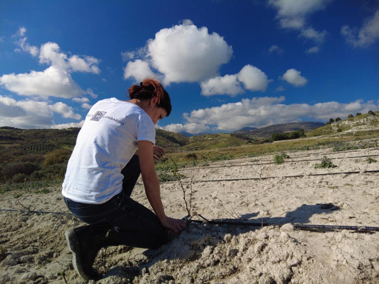 L’avvocato calabrese che sfida i cliché: Mantonico Nature a prezzi da ...