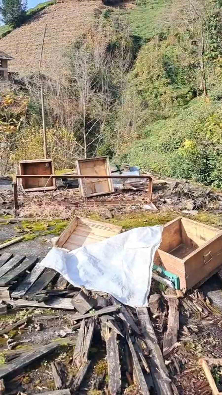 Rize’de ayının kovanlarına saldırdığı üreticiden "Ben şimdi ne edeyim ...