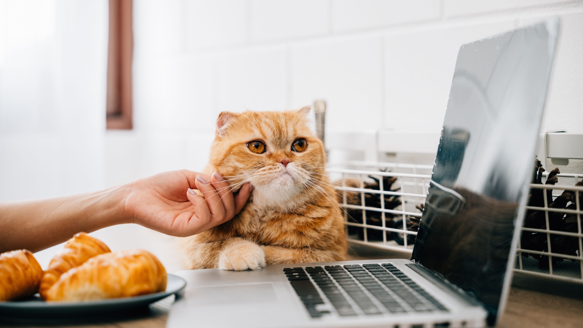 The common mistakes indoor cat owners are making