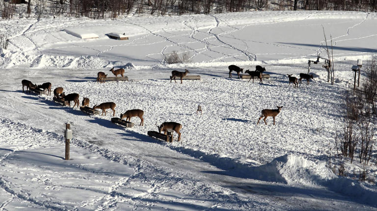 Maine deer eat from trough on live stream, have become internet darlings