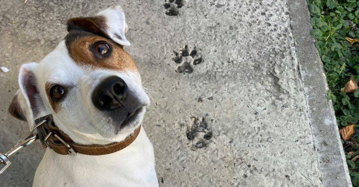 13 dog breeds that hit a "teen phase" harder than others (and how to ...