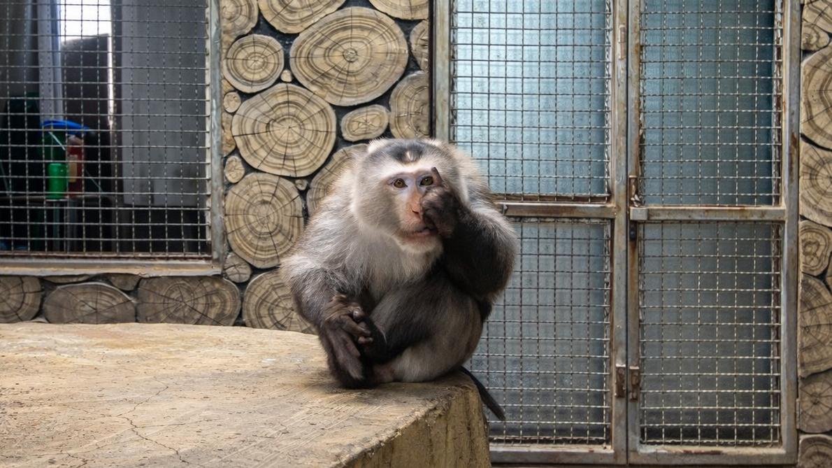 Funny monkey teasing everyone from his spot