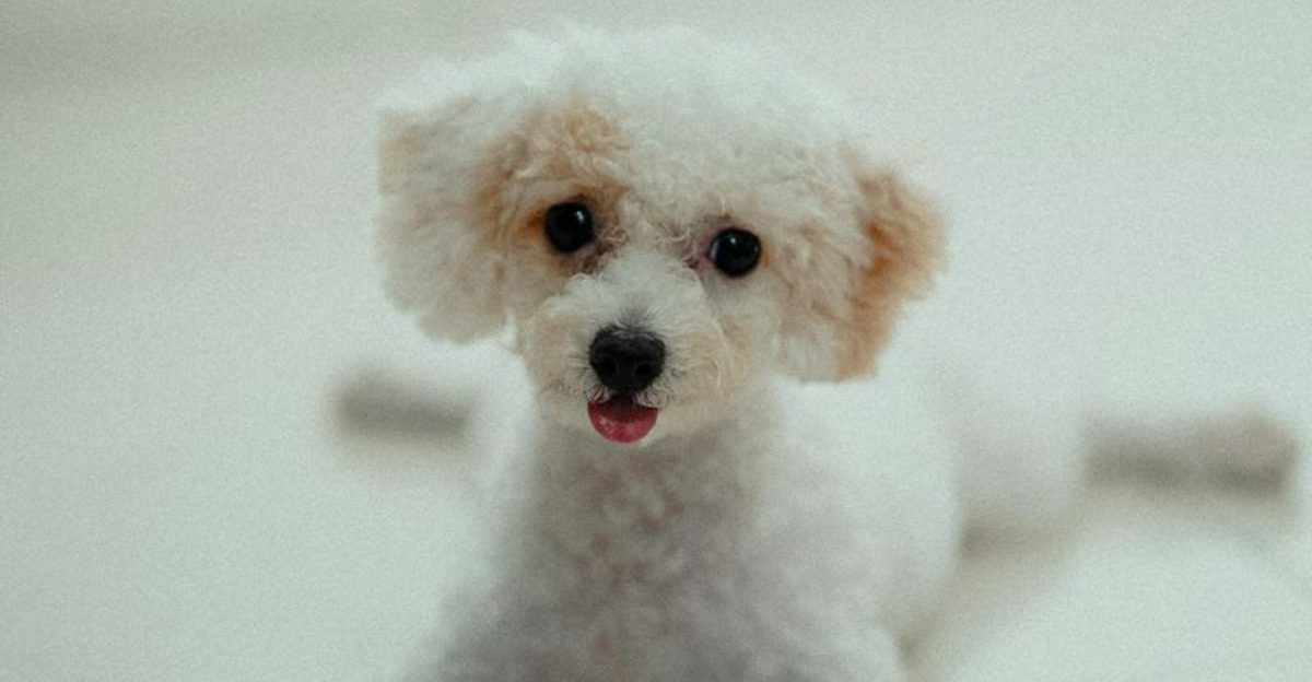 11 dog breeds that can be fussy about texture (food, bedding, floors ...