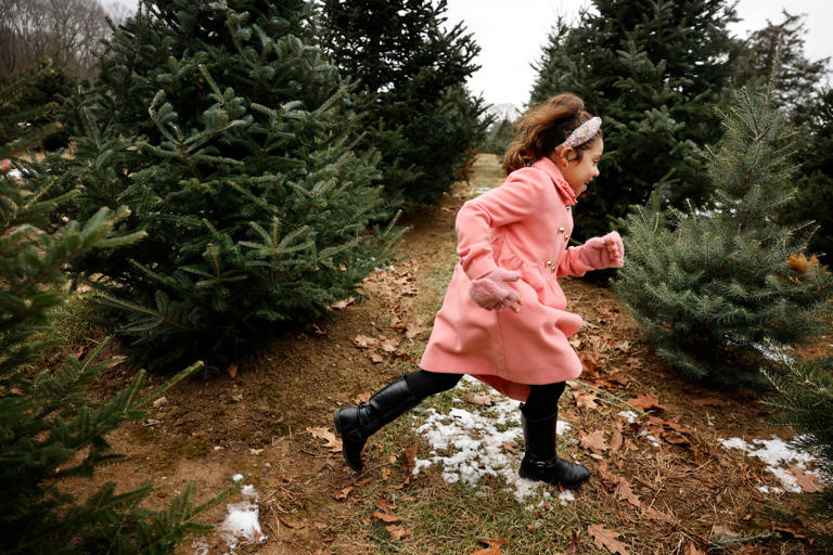 The challenges and joys of being a Christmas tree farmer in Massachusetts