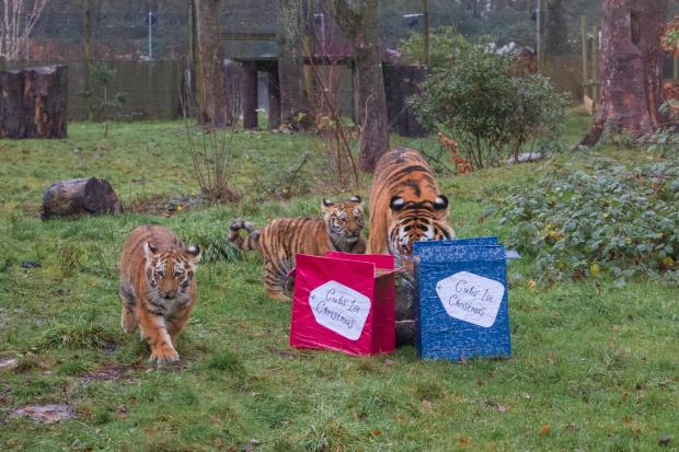 Knowsley Safari hosts Christmas-themed enrichment activities for its ...