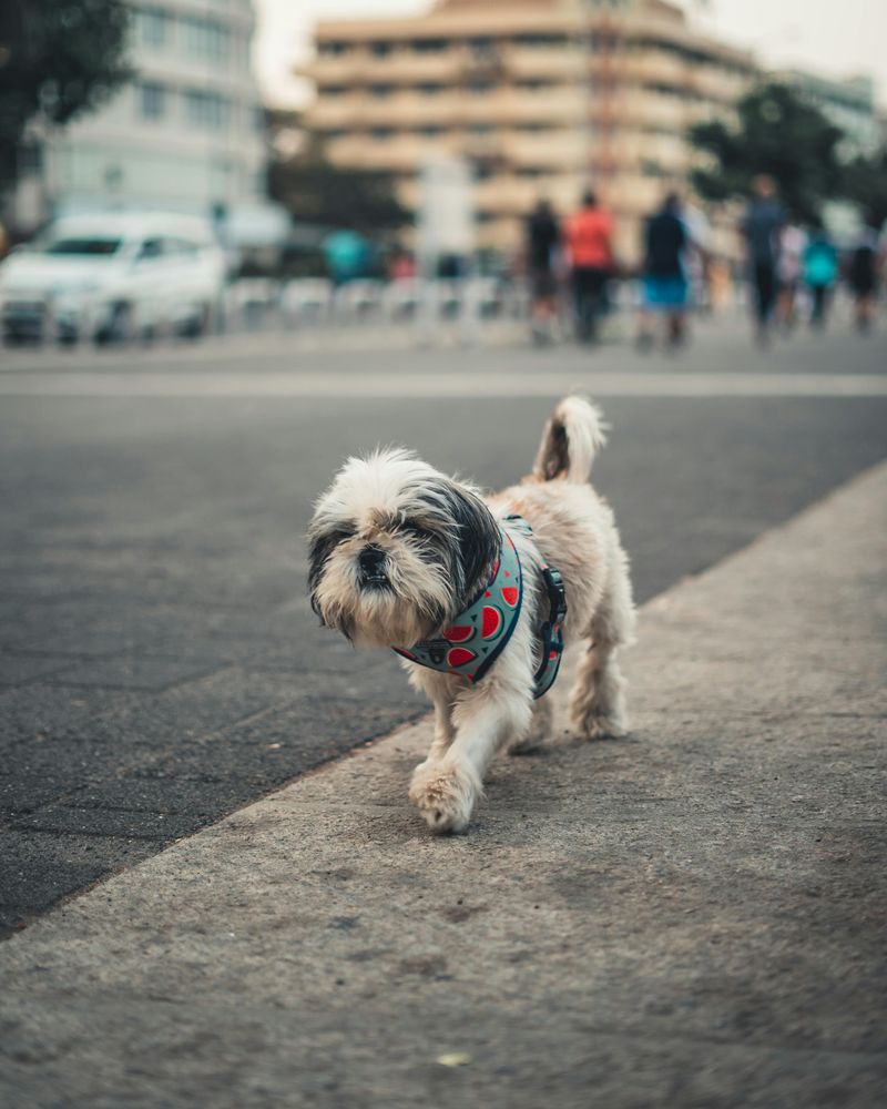 11 dog breeds that can be fussy about texture (food, bedding, floors ...