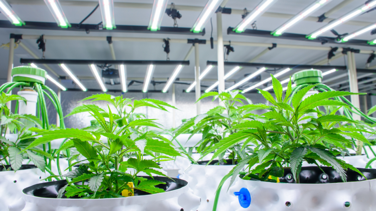 How to maintain optimal conditions in your grow house