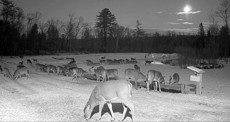 Maine deer eat from trough on live stream, have become internet darlings