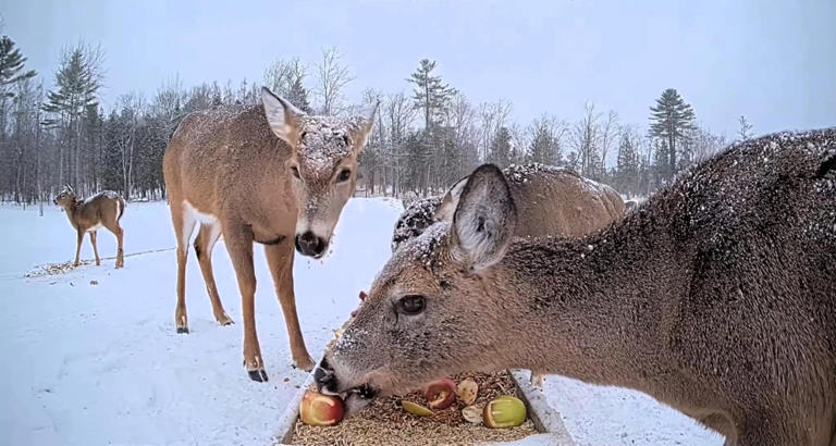 Maine deer eat from trough on live stream, have become internet darlings