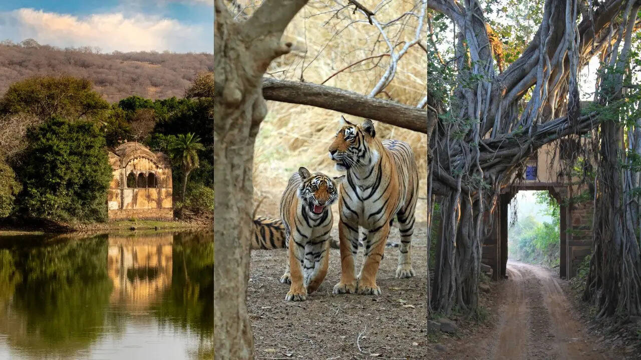 Ranthambore National Park safari guide: When to go, best zones for ...