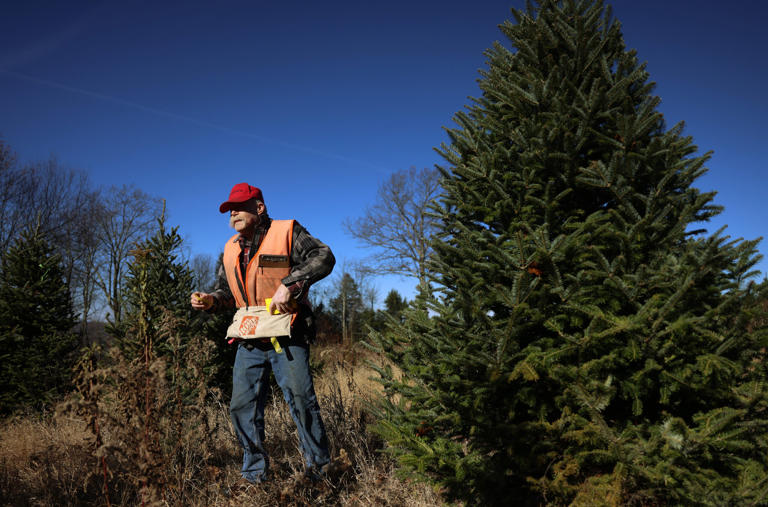 The challenges and joys of being a Christmas tree farmer in Massachusetts