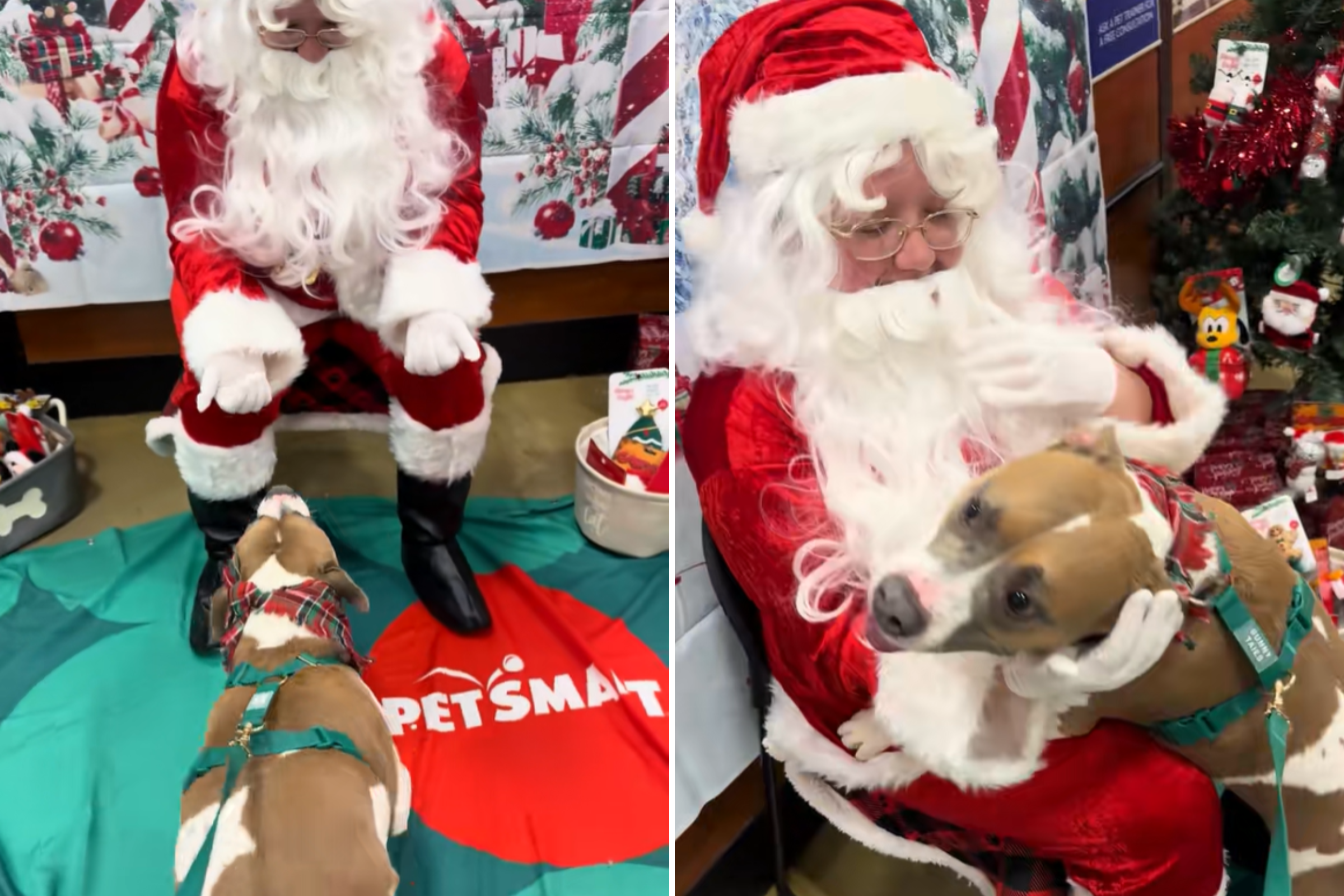 Rescue dog saved from euthanasia gets to meet Santa, reaction is everything