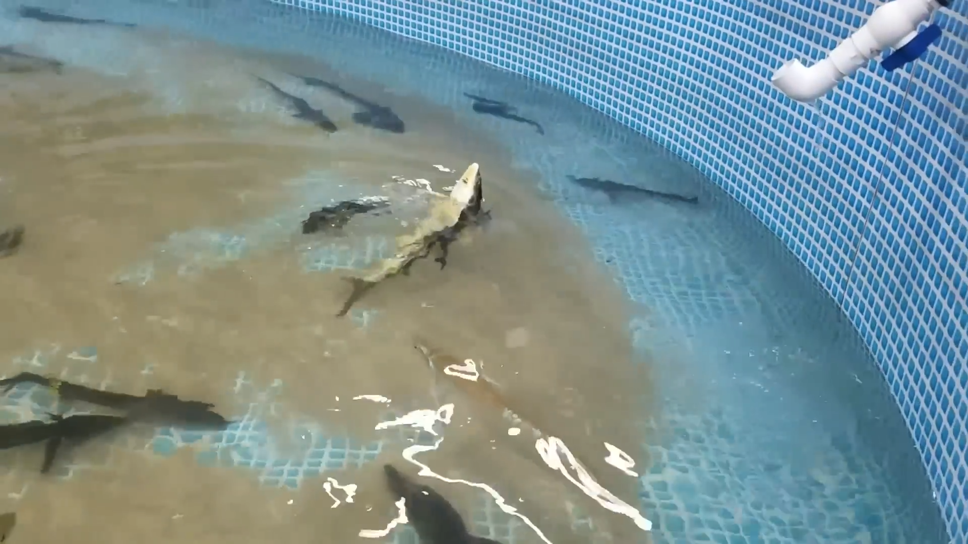The prehistoric fish that still exists today