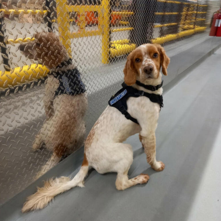 Cocaine valued €3.75 million found inside exhaust system of car stopped ...